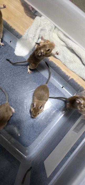 Veverite degu pui de 3 luni Bucuresti Sectorul 1 • OLX.ro