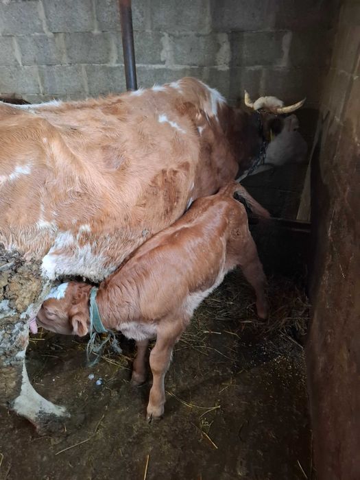 Vând 2 vaci cu viței Roman • OLX.ro