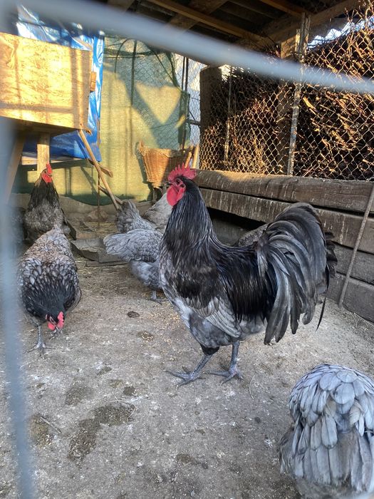 Oua Gaini Australorp Craiova • OLX.ro