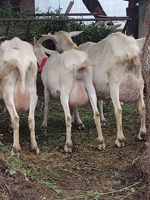 De vânzare capre alpina franceza și saneen Craiova • OLX.ro