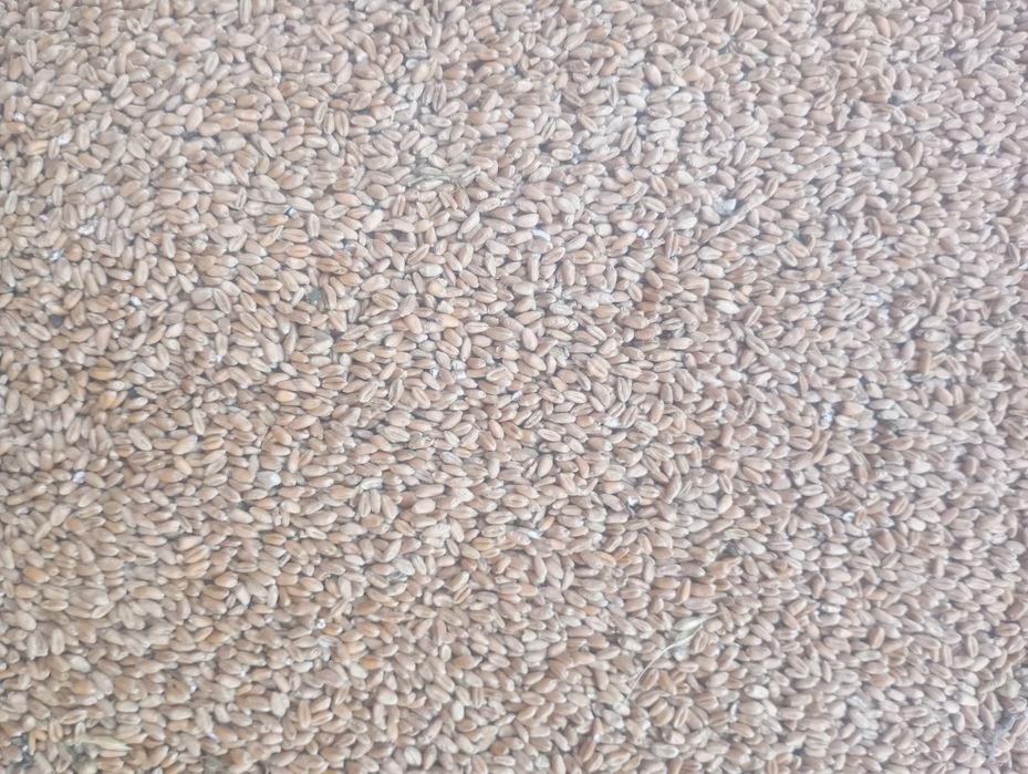 Porumb boabe pus in saci Bacau • OLX.ro