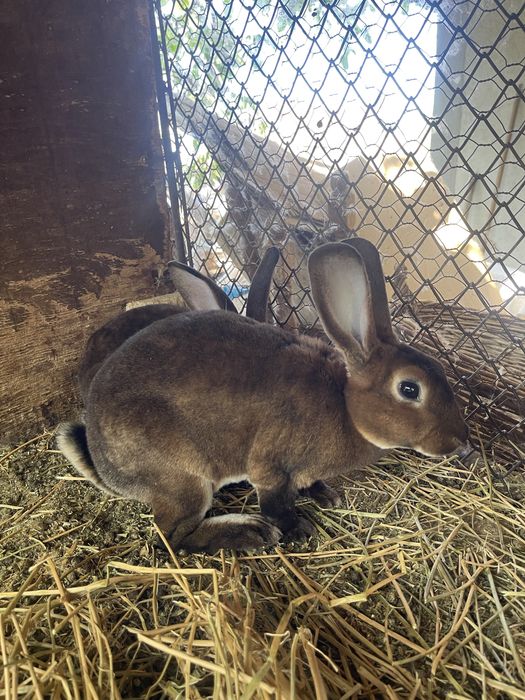 Iepuri Rex Castor Beltiug • OLX.ro