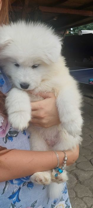 Catelusa rasa samoyed Ludus • OLX.ro