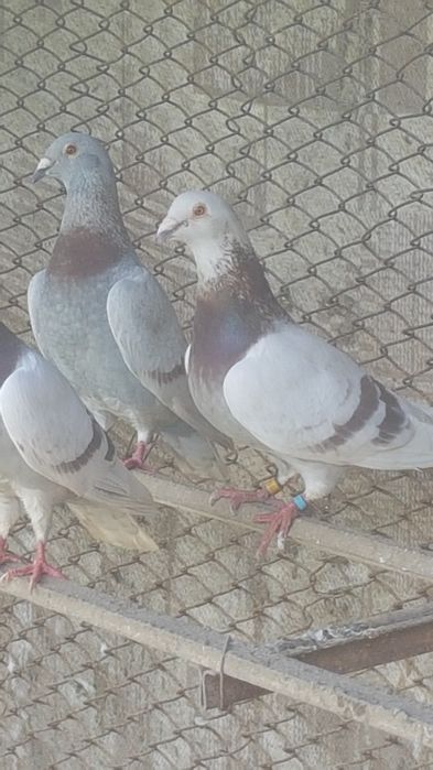 Porumbei voiajor argintii Galati • OLX.ro