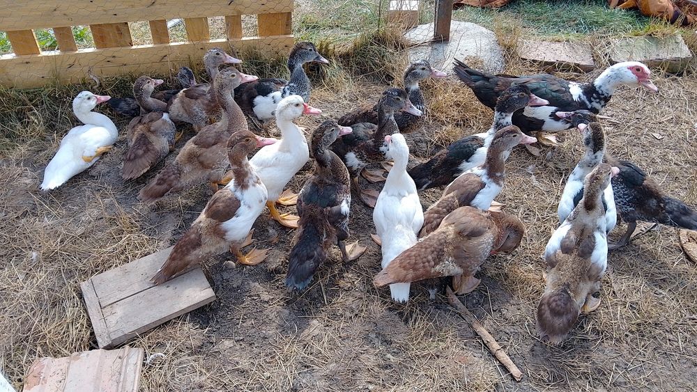 Rate mute pui 2024 Aghiresu-Fabrici • OLX.ro