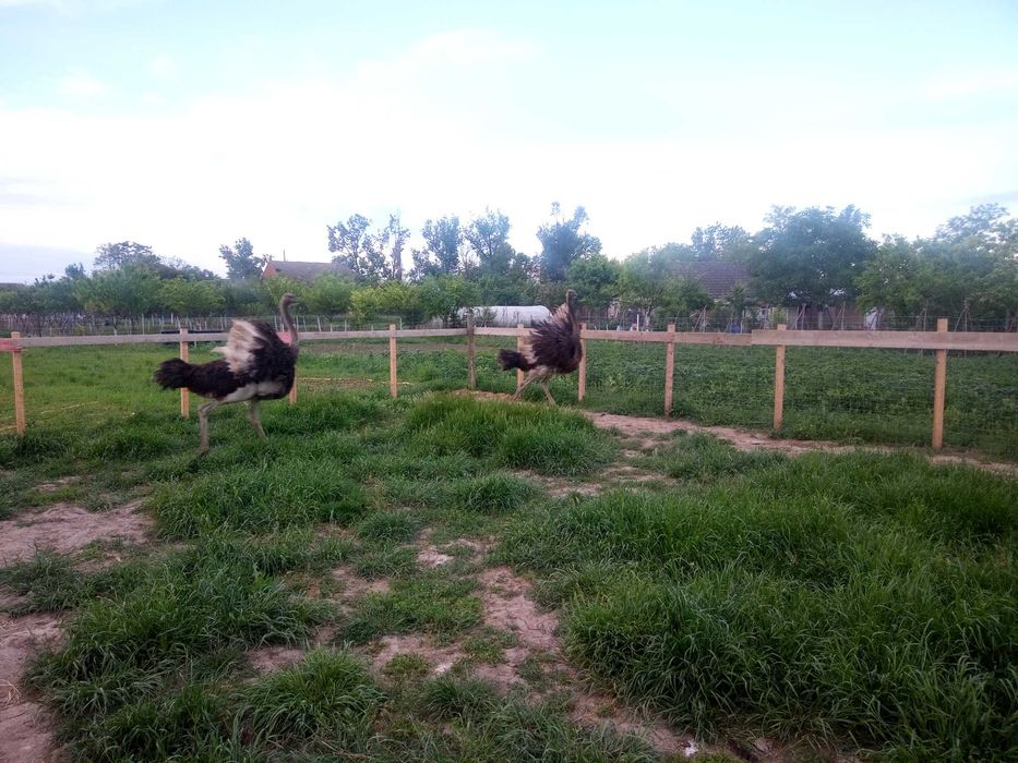Vând struti africani Arad • OLX.ro