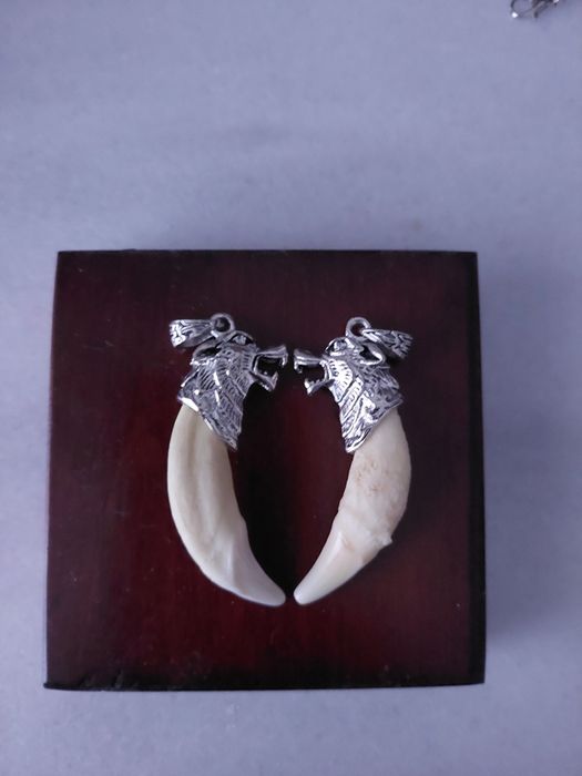 Colț de lup real mare 5 - 6 cm Tazlau • OLX.ro