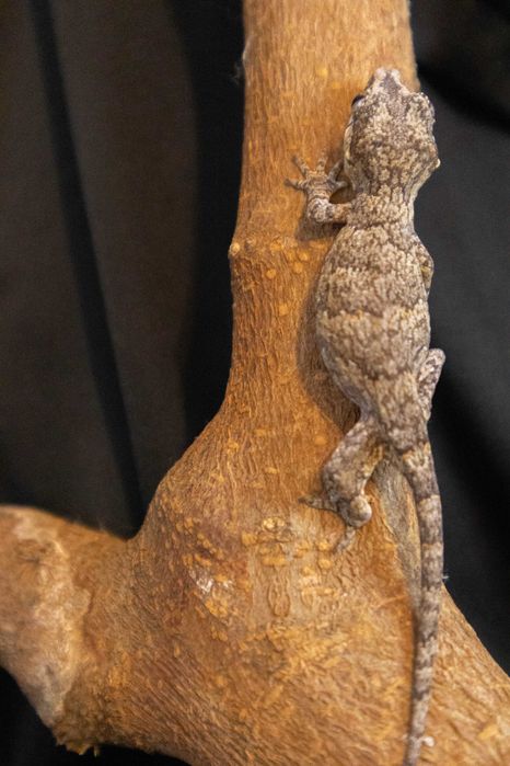 Reptile de vanzare Soparle Gecko Gargoyle Bucuresti Sectorul 1 • OLX.ro