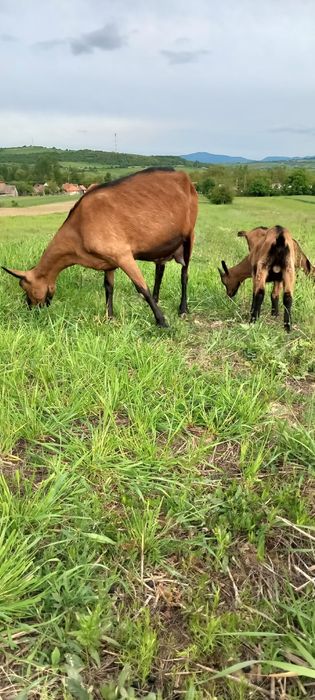 Vând 3 capre alpine Valcau de Jos • OLX.ro