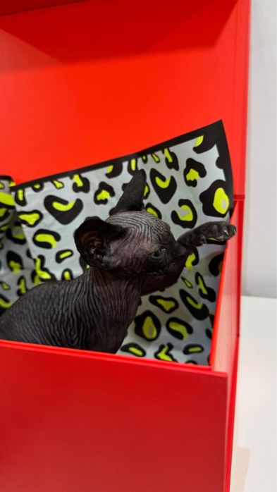 Pisica Sphynx rasa pură Ilfov Pantelimon • OLX.ro
