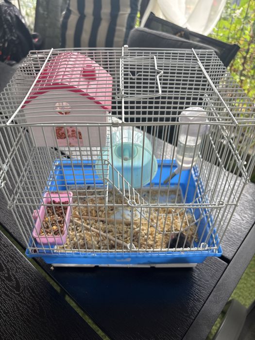 Hamster pitic cu cusca Iasi • OLX.ro