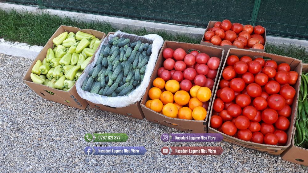 Rasad tomate rosii vinete castraveti ardei 2025 | Vand Rasaduri Legume ...
