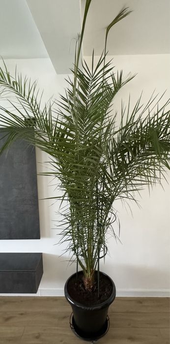 Palmier phoenix (curmal) de interior Dumbravita • OLX.ro