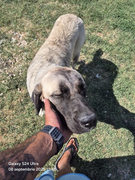 Catelusa 7 luni,vaccinata cipata!! Stefanestii Noi • OLX.ro