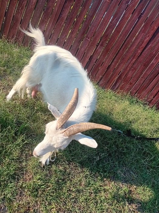 Vând capra sanen Mihail Kogalniceanu • OLX.ro