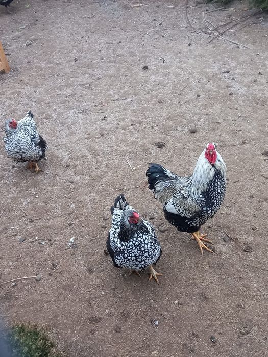 Vand gaini de rasa Targu-Mures • OLX.ro