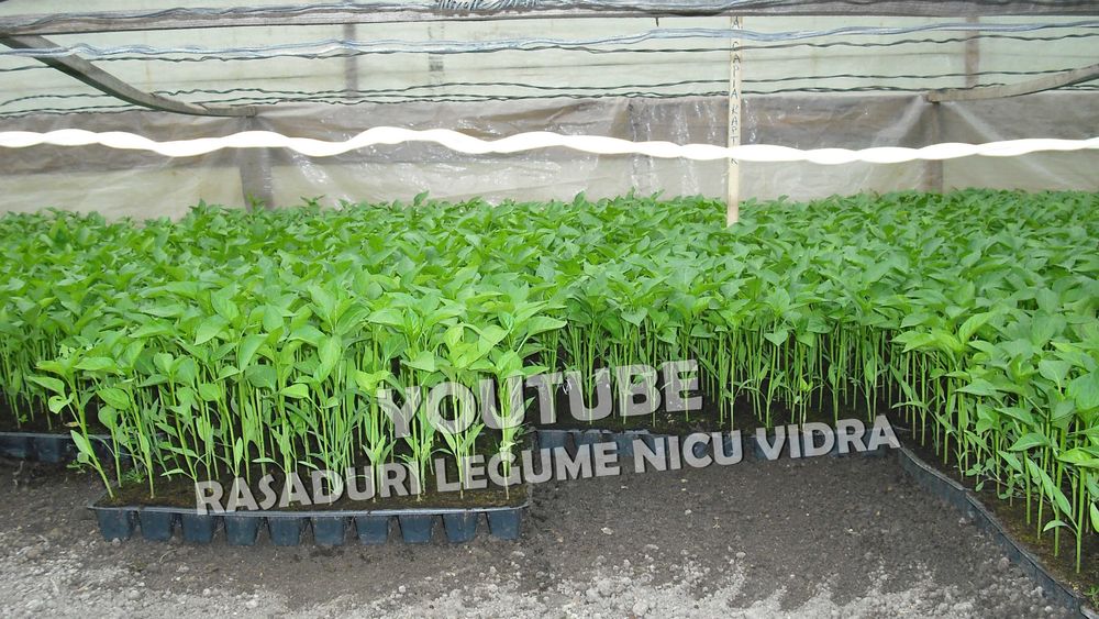 Rasaduri | Rasad Ardei Gras Potop , Capia Ureche de Elefant , Gogosar Vidra • OLX.ro