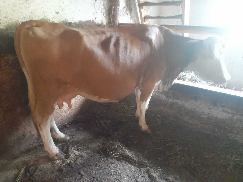 Vaca baltata gestanta Madrigesti • OLX.ro