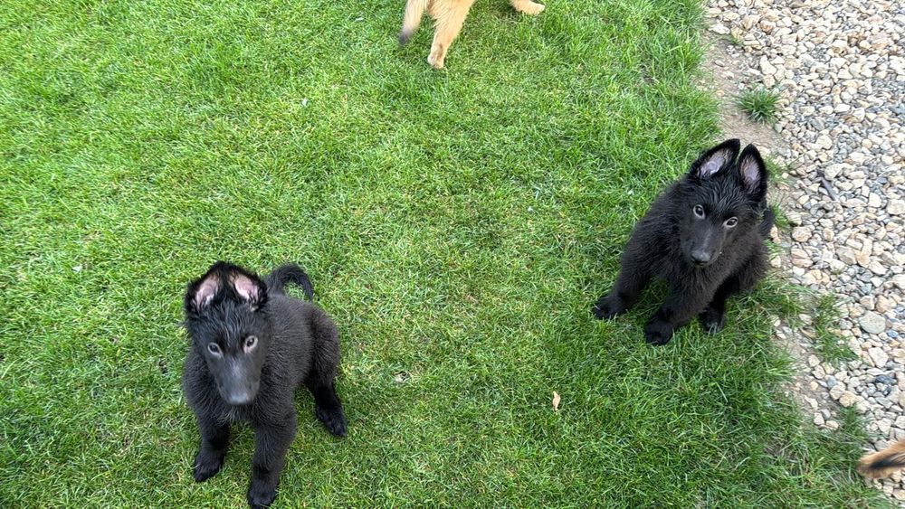 Pui de câine Ciobănesc Belgian Tervueren și Groenendae Brasov • OLX.ro