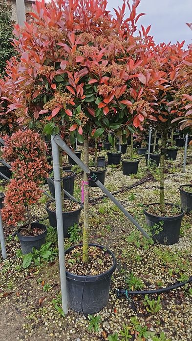 photinia de vanzare ' Anunturi ' OLX.ro