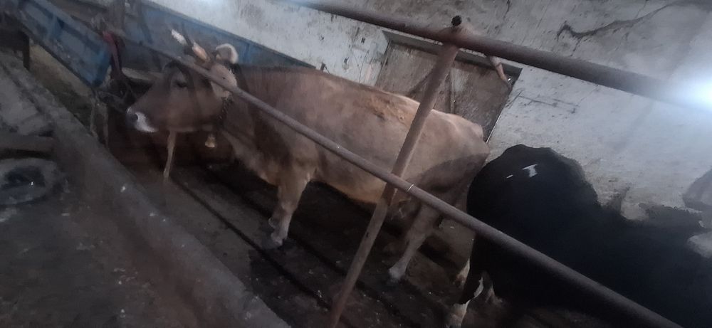 Vindem două vaci ambele au 8 ani ferma Libertatea ambele sunt gestant Pietriceaua • OLX.ro