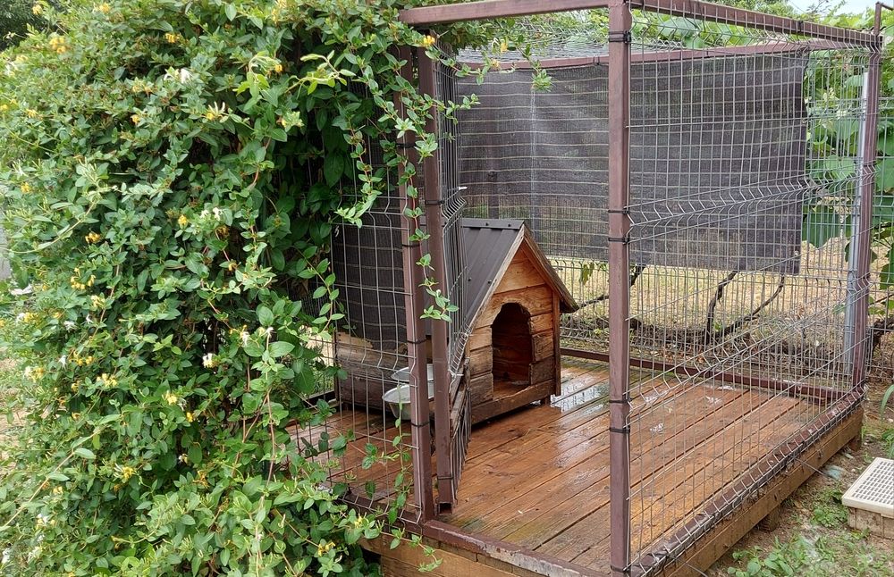 Padoc / Tarc Caine Strejnicu • OLX.ro