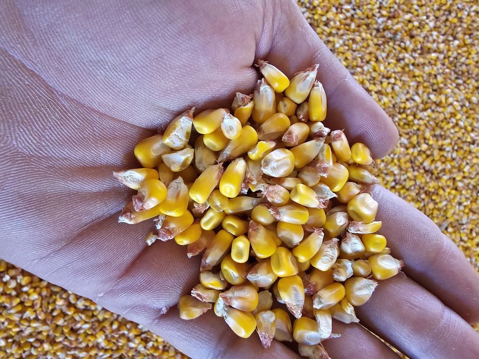 Porumb boabe uscat 15% umiditate 2024 Cornu Luncii • OLX.ro