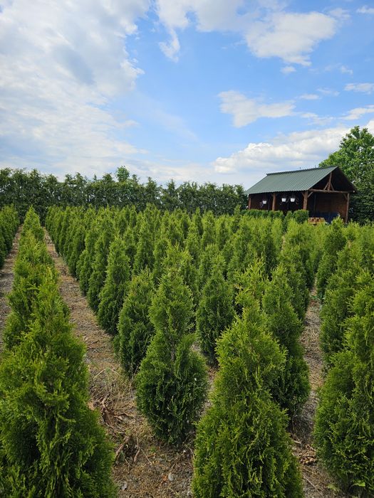 Tuia columnaris,smaragd Bacau • OLX.ro