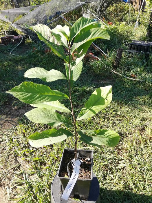 Pom PawPaw Altoit Sunflower / Prima (Paw Paw) Banana Nordului 3 ani ...