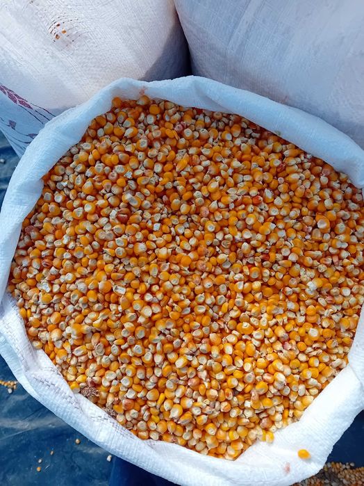 Vind URGENT 30 tone Porumb Semi Sticlos 1 leu kg . Targu Frumos • OLX.ro