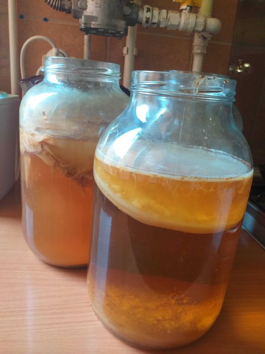 ciuperca kombucha de vanzare ' Anunturi ' OLX.ro