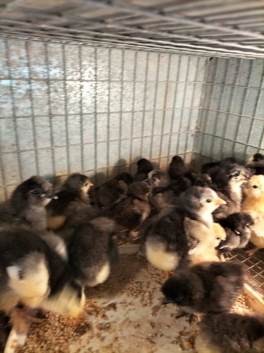 Pui cochinchina negru uriaș rasa pura poze cu parintii Craiova • OLX.ro