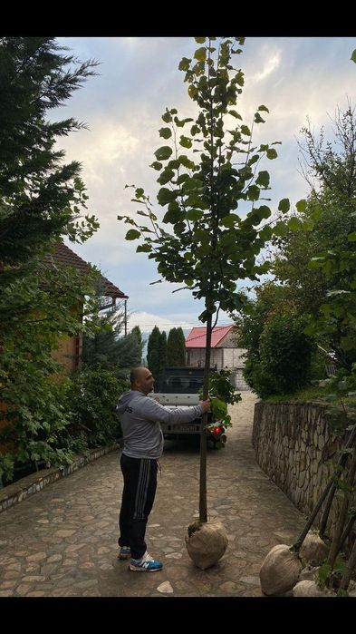 Copaci ciupercă Catalpa, copaci de umbra tei, artar, mesteacan,stejar ...