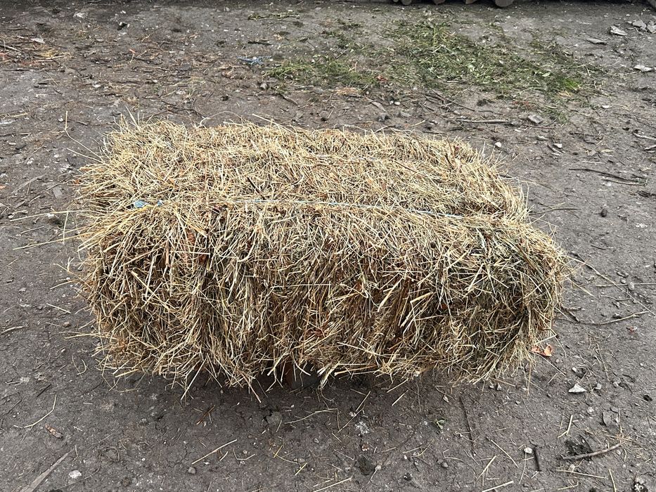 Vand baloti de fan de gradina din anul 2023 Intorsura Buzaului • OLX.ro