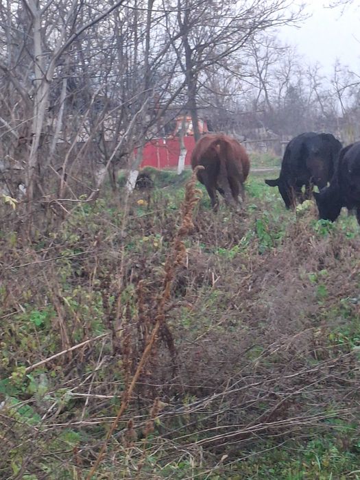 Vand Vaci angus cu certificat de origine Buhusi • OLX.ro