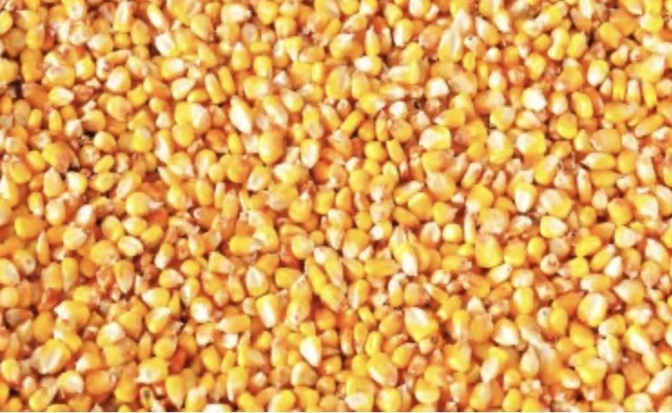 Porumb de vanzare Panet • OLX.ro