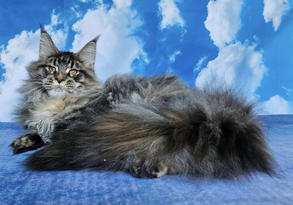 Maine coon puiut frumos Bucuresti Sectorul 3 • OLX.ro
