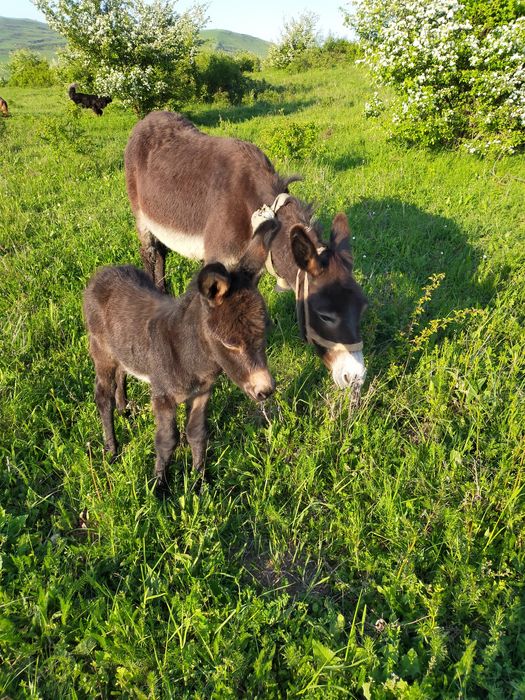 Lapte de măgăriță 100 lei litrul Cluj-Napoca • OLX.ro