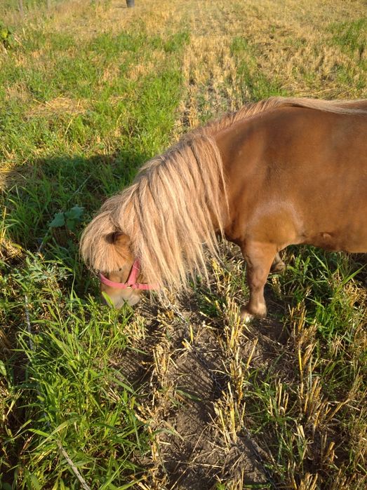 Vând ponei femelă Cismea • OLX.ro