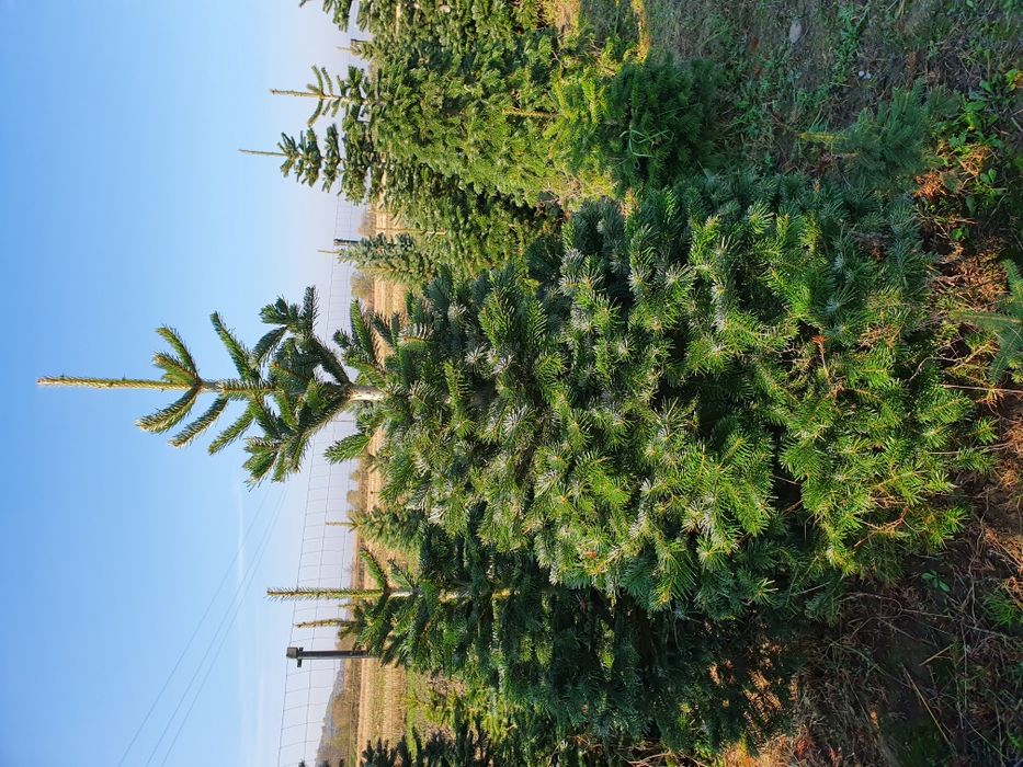 Tei de floare mesteacăn platani castani tuia leylandi Cluj-Napoca • OLX.ro