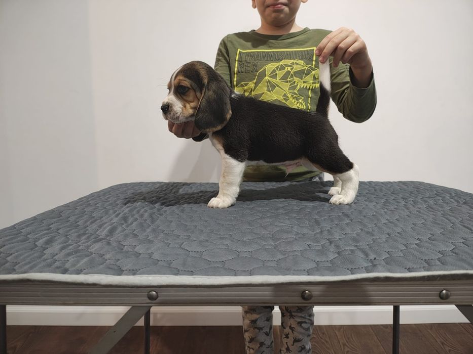 Pui Beagle tricolor din părinți cu pedigree Berceni • OLX.ro