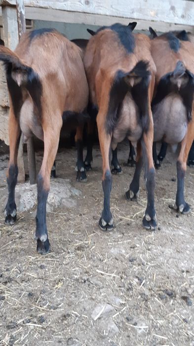 Capre alpina franceza Ghighiseni • OLX.ro