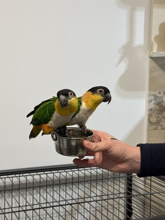 Papagali caique Prundu Bargaului • OLX.ro