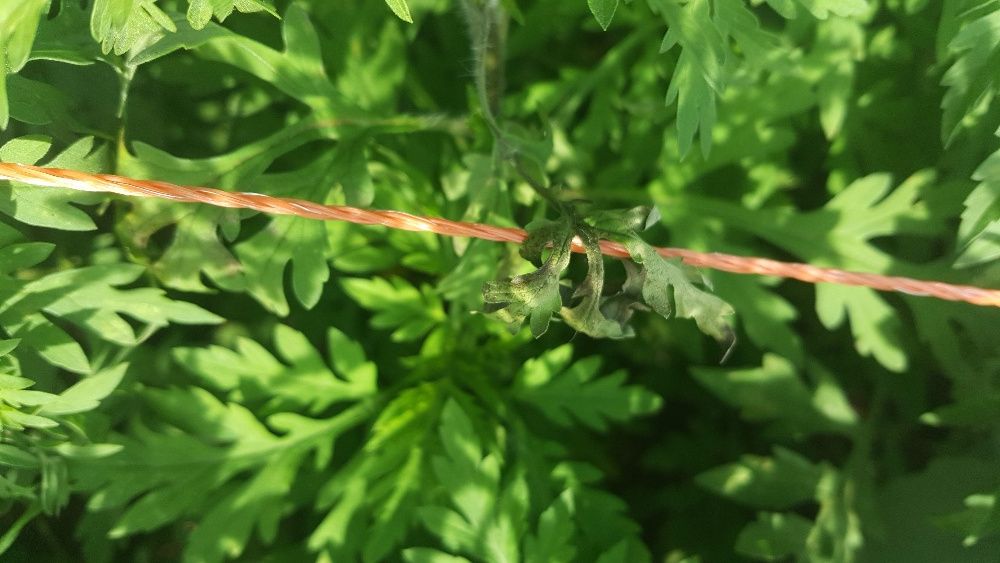 Generator pentru gard electric Voltmetru digital Dabuleni • OLX.ro