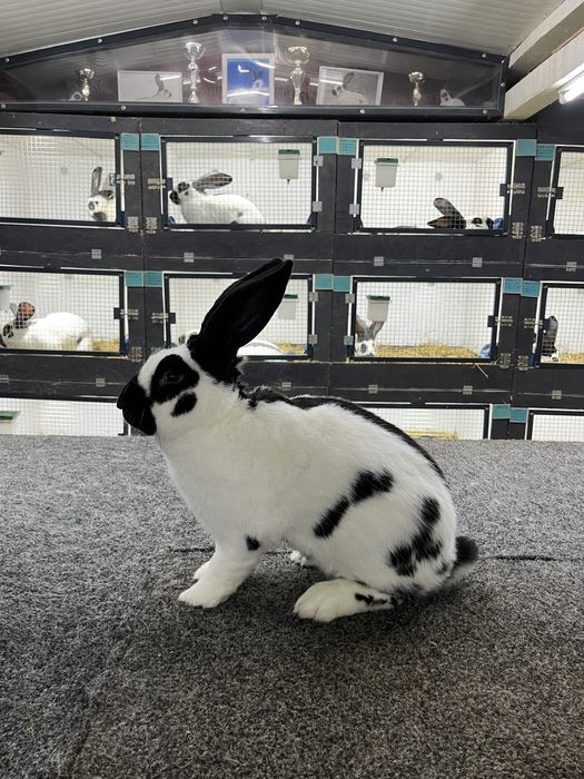 Uriaș Pestrit German Masculii Timisoara • OLX.ro