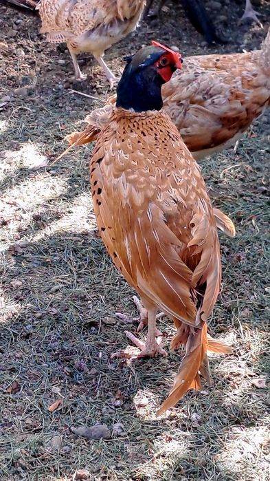 Vând păuni și fazani Craiova • OLX.ro