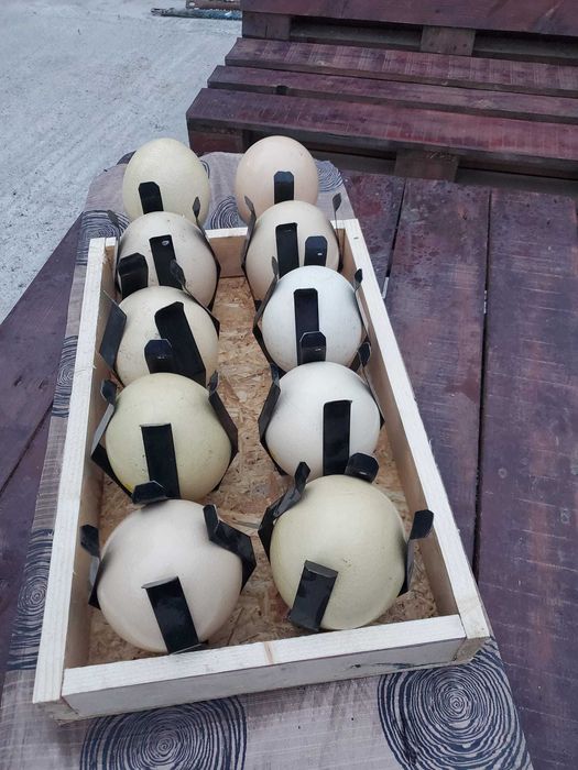 Oua de strut african Campulung • OLX.ro