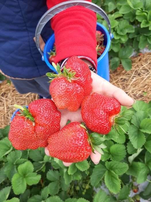 Stoloni Capsuni ALBION,soi anual Elsanta etc. Tecuci • OLX.ro