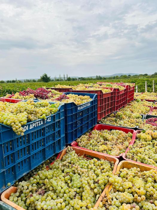 Struguri de vin Odobesti • OLX.ro