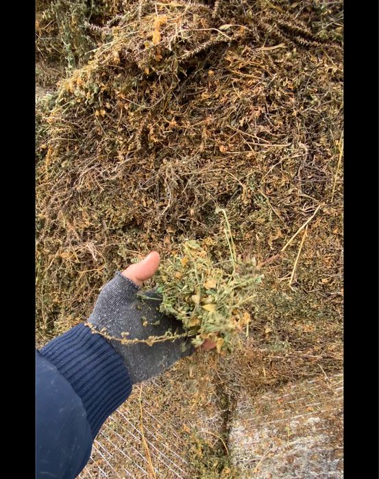 Baloti lucerna rotunzi Tepes Voda • OLX.ro